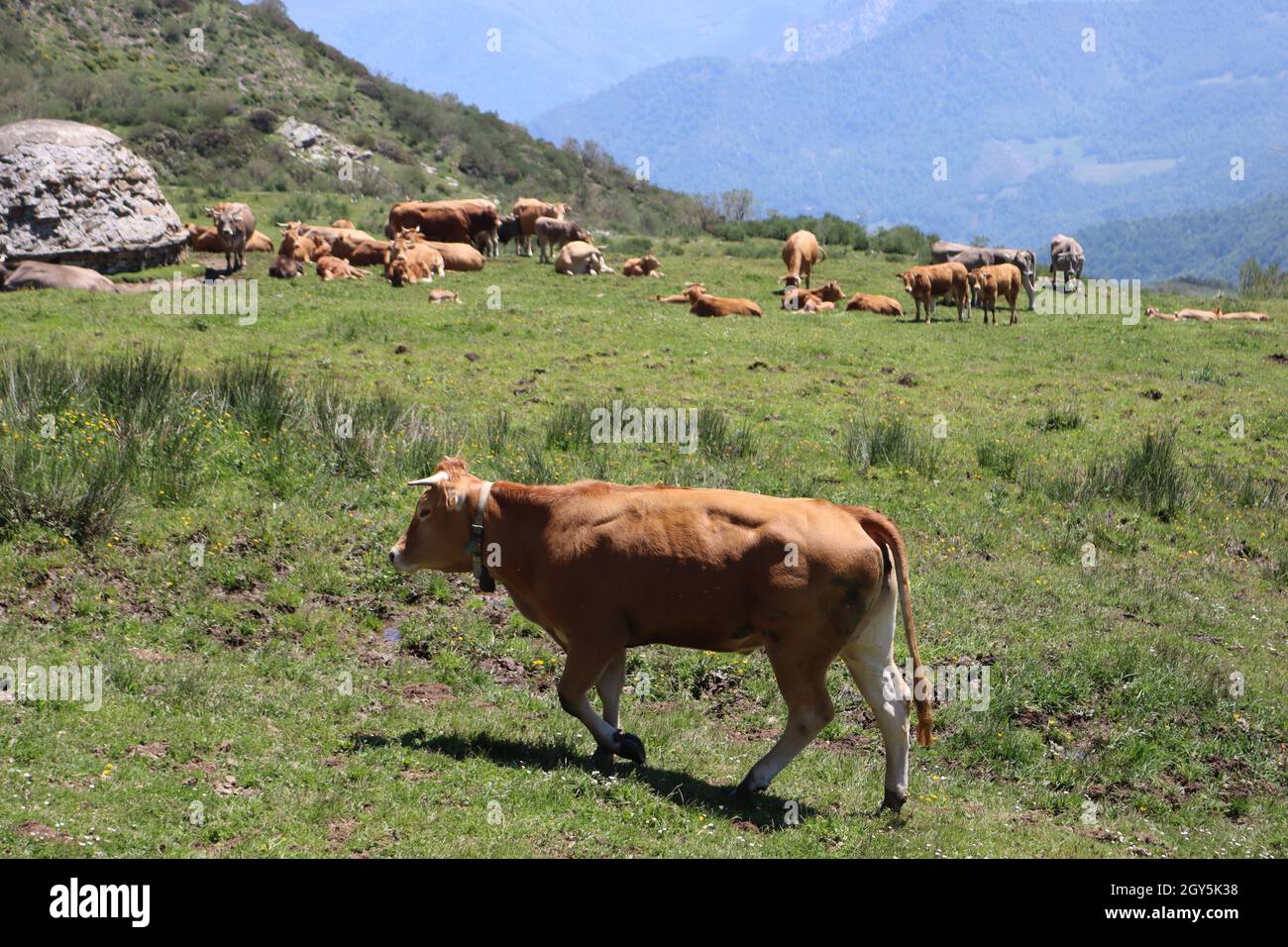 beautiful cows eating green grass feeding to give milk and meat Stock ...