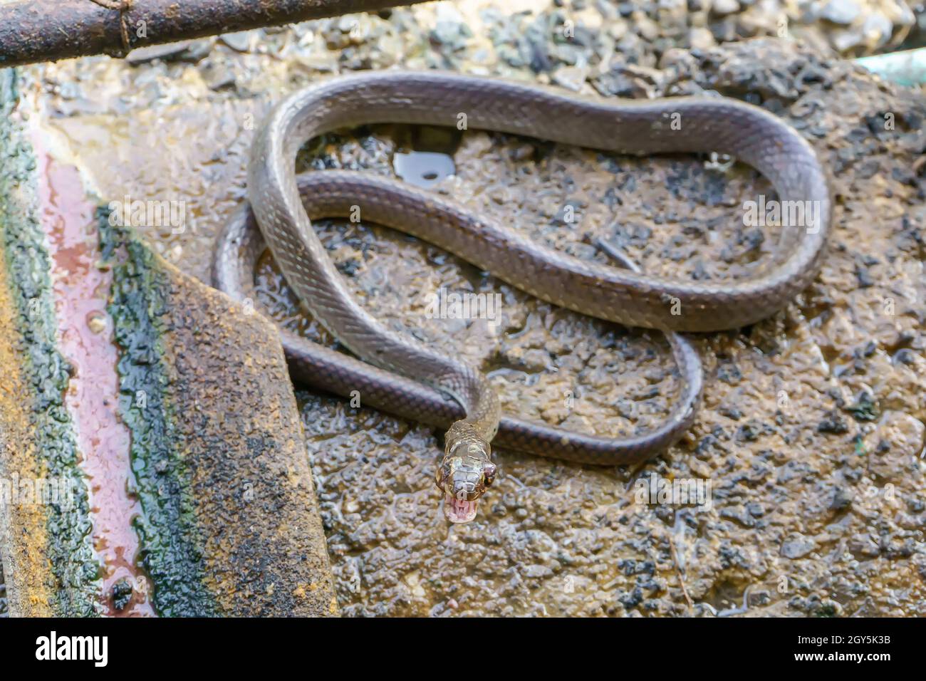 Beauty rat snake hi-res stock photography and images - Alamy