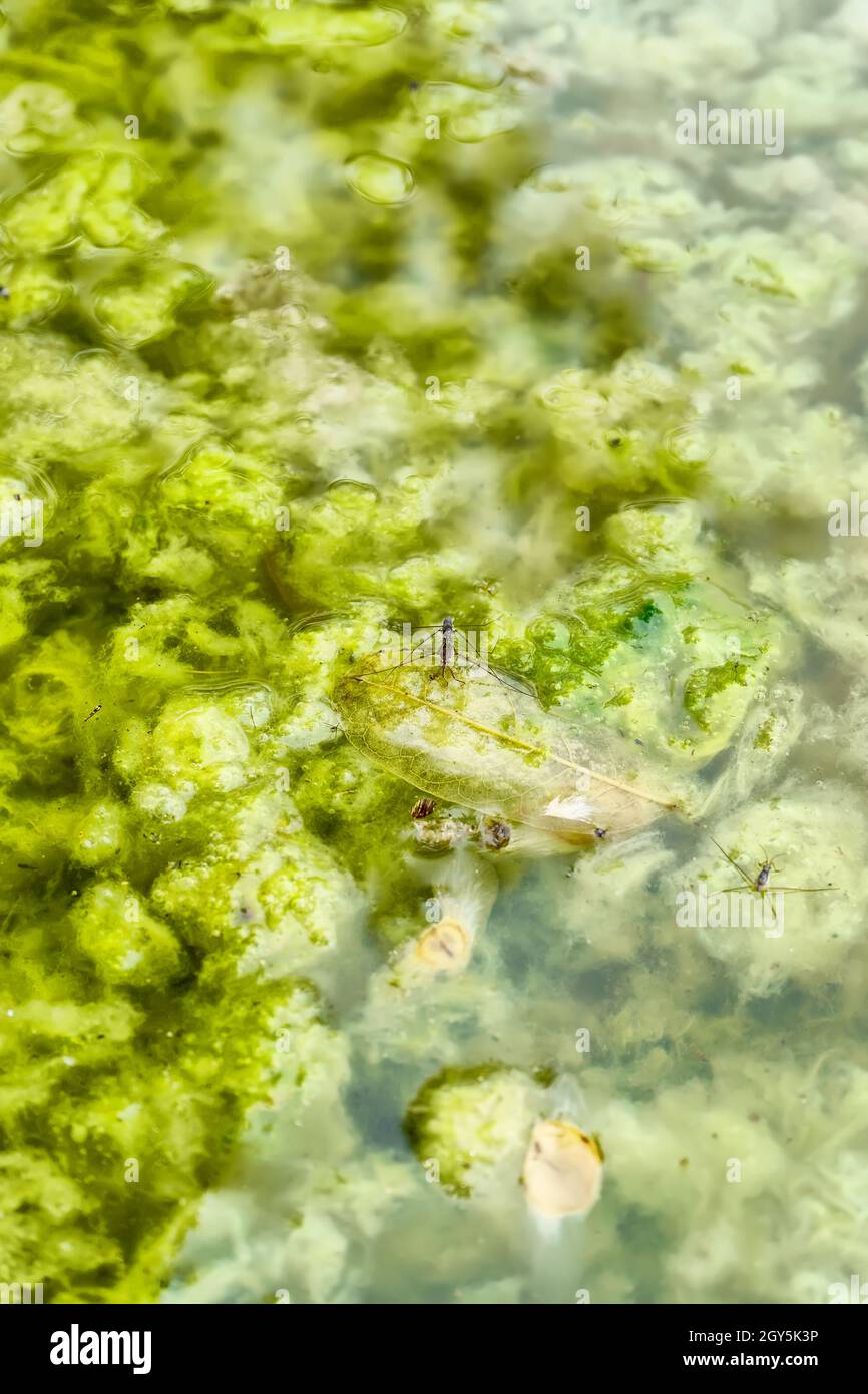 Breeding on the water hi-res stock photography and images - Alamy