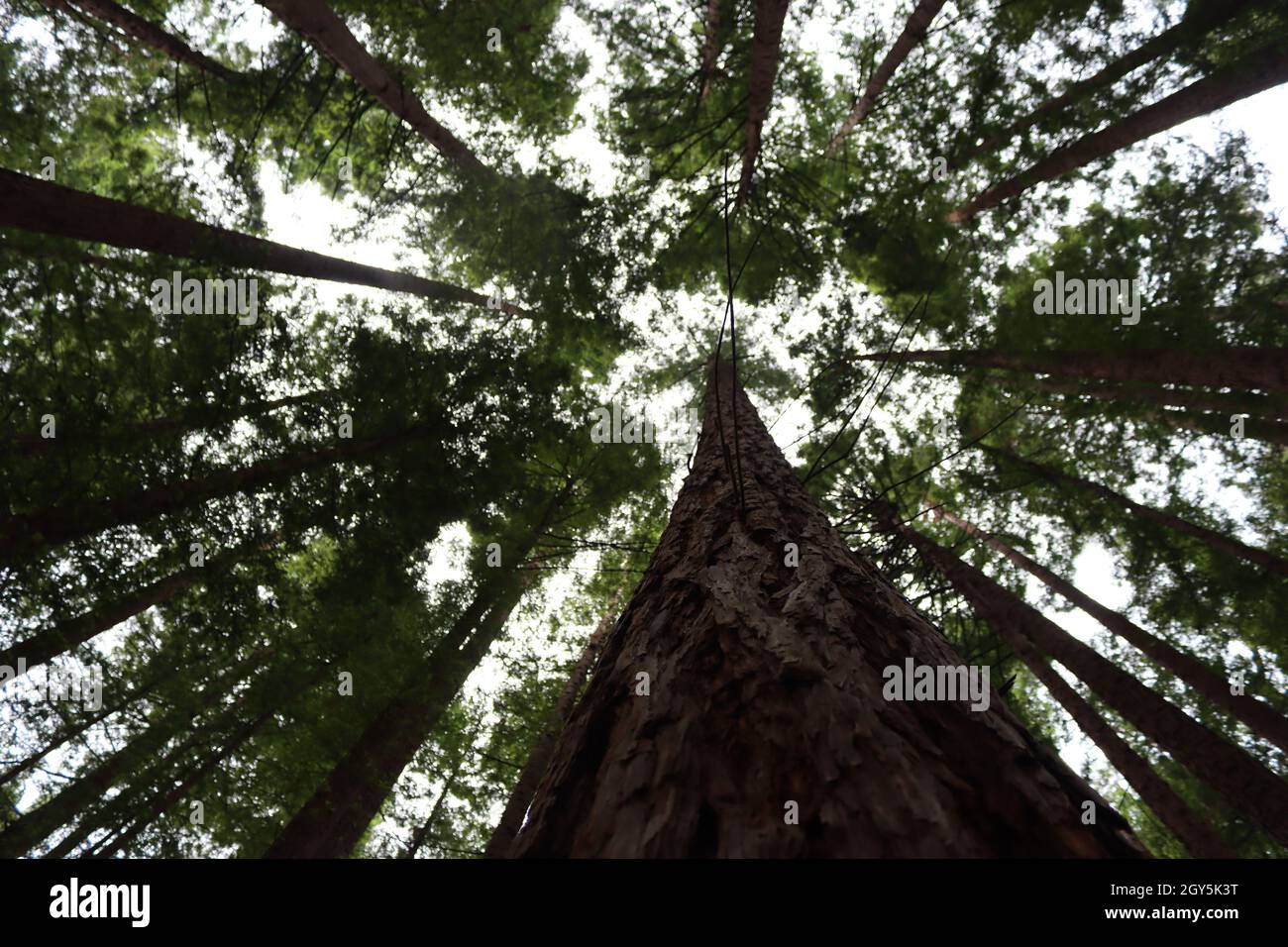 beautiful redwood forest giant trees huge fat tall wood Stock Photo - Alamy