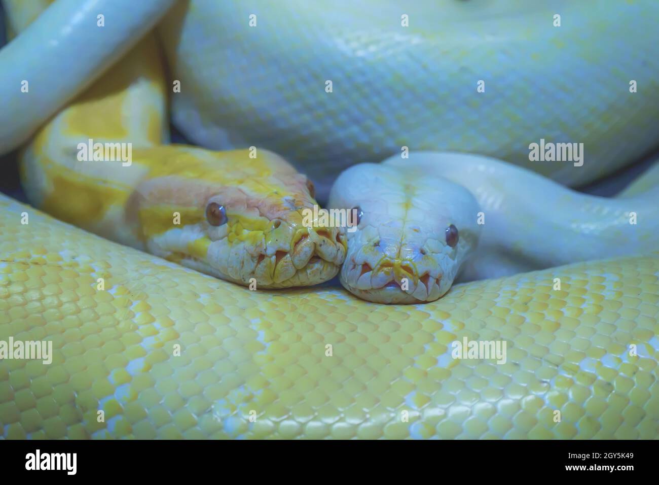 Albino burmese python is curled up. Its pet tame Stock Photo - Alamy
