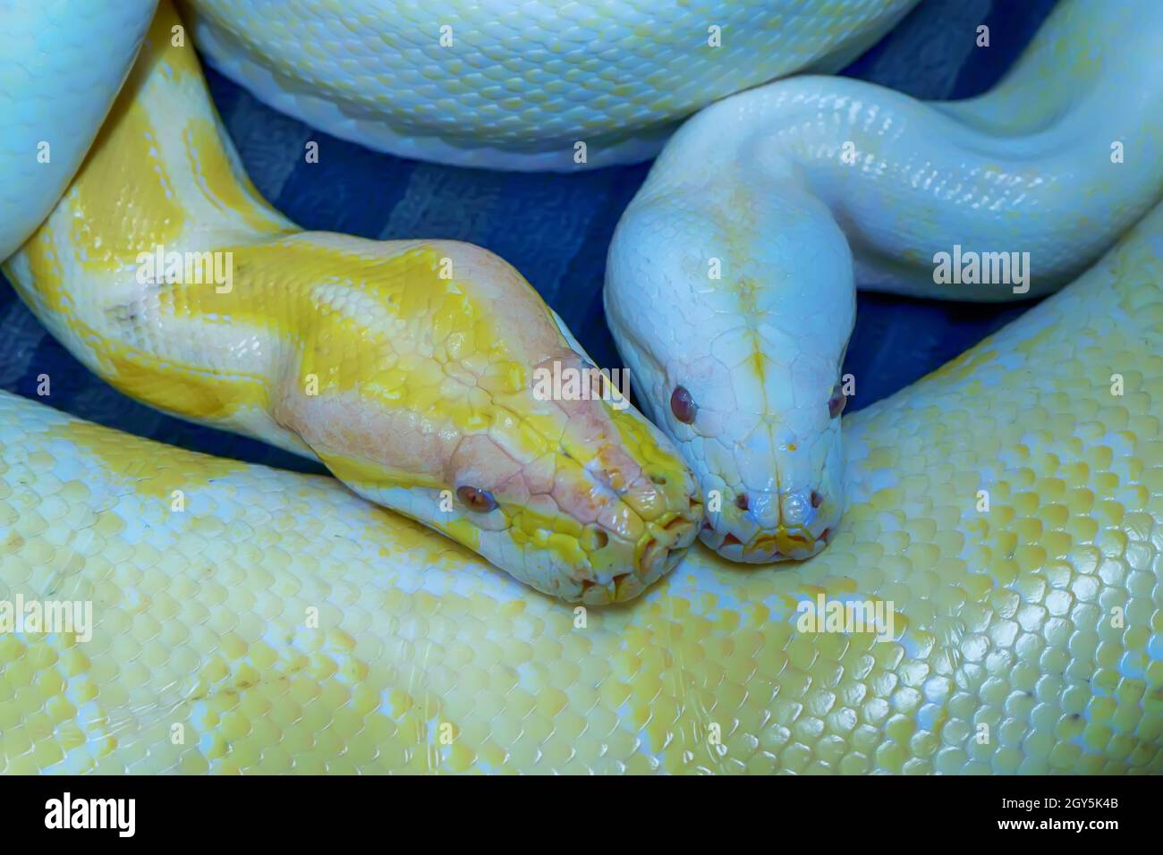 Albino burmese python is curled up. Its pet tame Stock Photo - Alamy