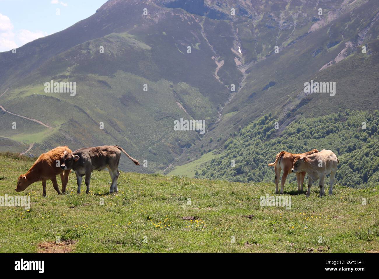 beautiful cows eating green grass feeding to give milk and meat Stock ...