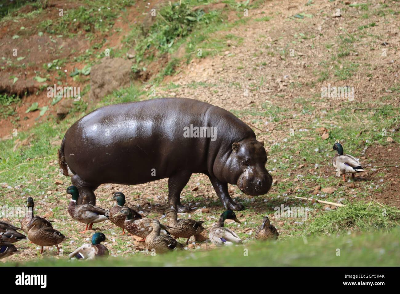 beautiful black pygmy hippopotamus of great size rolled you ducks Stock ...