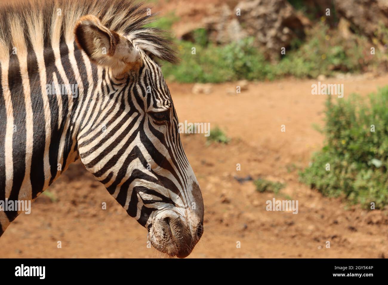 beautiful zebras wild animals herbivores fast stripes Stock Photo - Alamy