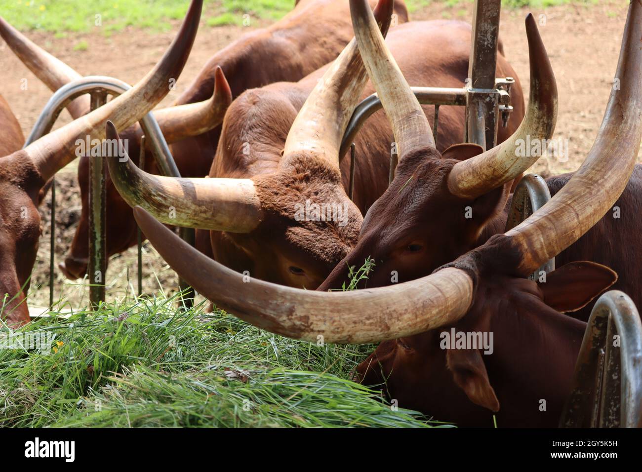 beautiful safari zoo wild animals nature conservation natural balance ...