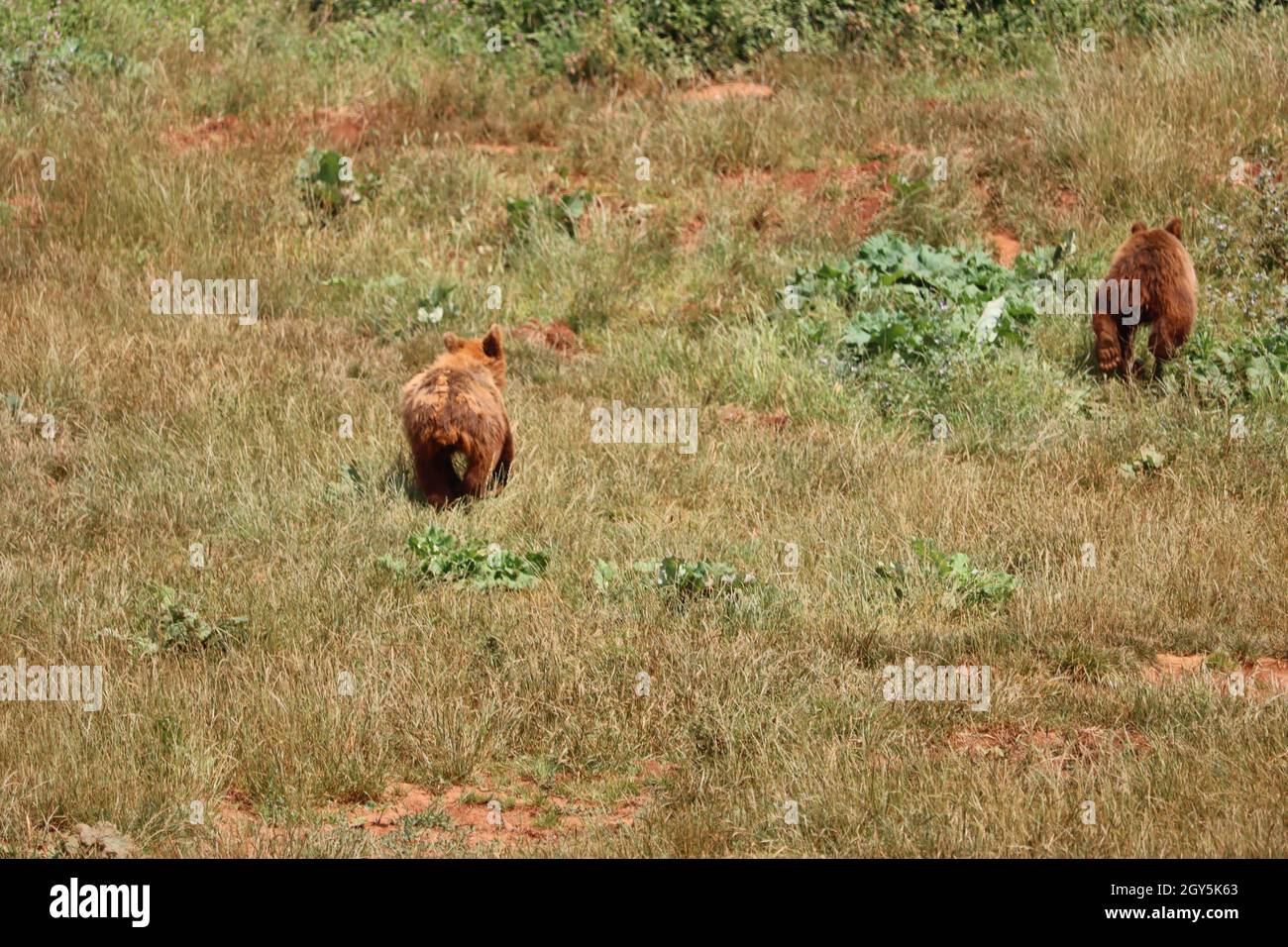 beautiful big wild brown bear dangerous Spanish claws Stock Photo - Alamy