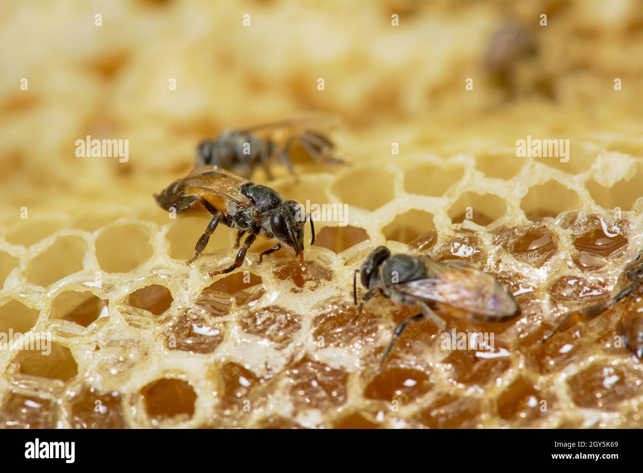 Nest of apis florea consists an embryo, adult and sweet water. Apis ...
