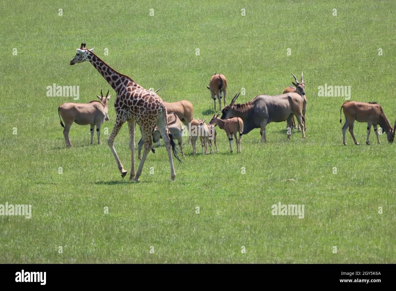 beautiful nature park full of animals of all kinds Stock Photo - Alamy