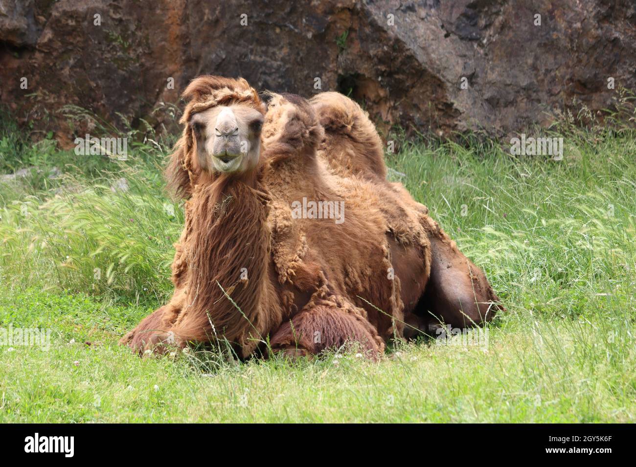 beautiful camel great animal with special desert hump Stock Photo - Alamy