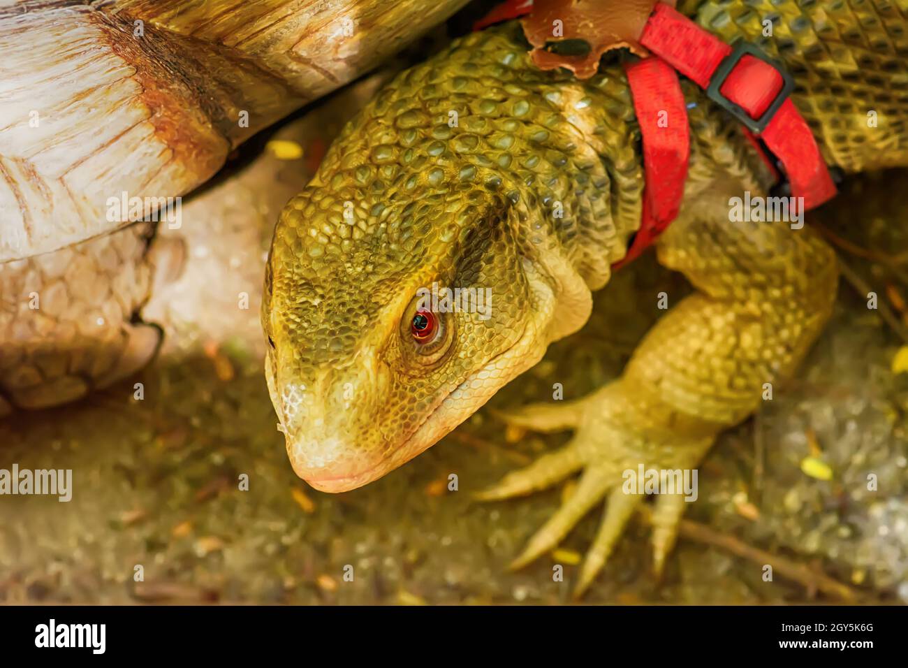 The monitor lizard on a nature background Stock Photo - Alamy
