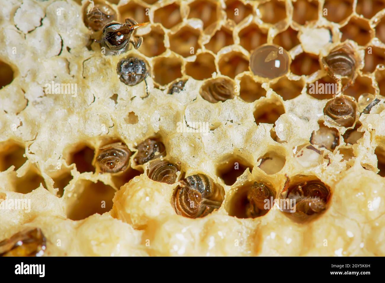 Nest of apis florea in freezing weather conditions until freezing in ...