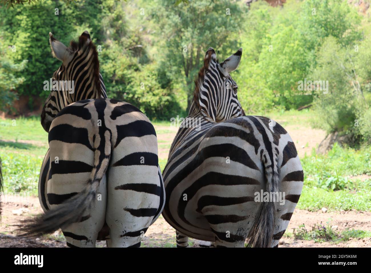 beautiful zebras wild animals herbivores fast stripes Stock Photo - Alamy