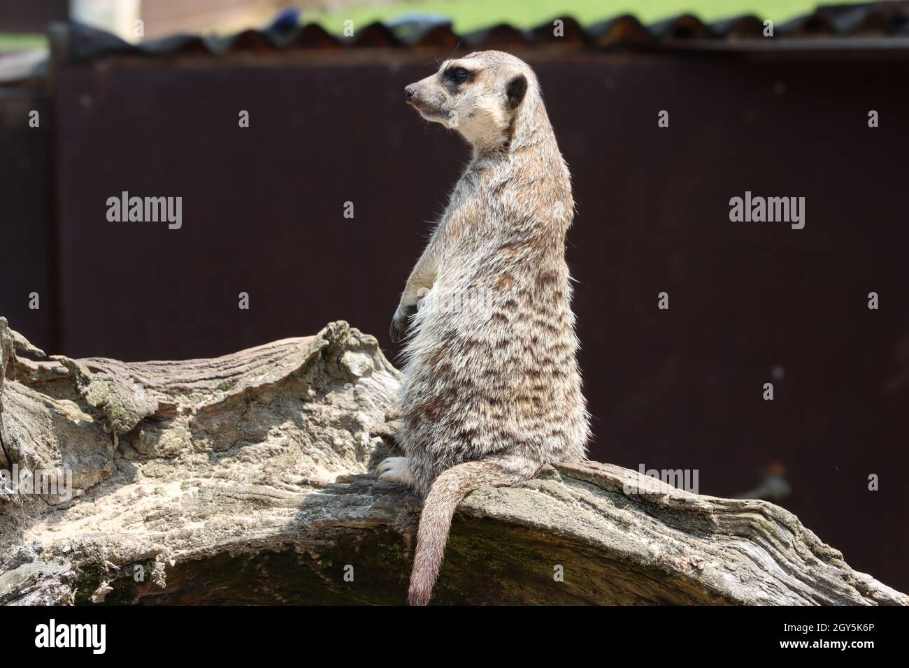beautiful watchful watchful watching ledge safari wild animal zoo Stock ...