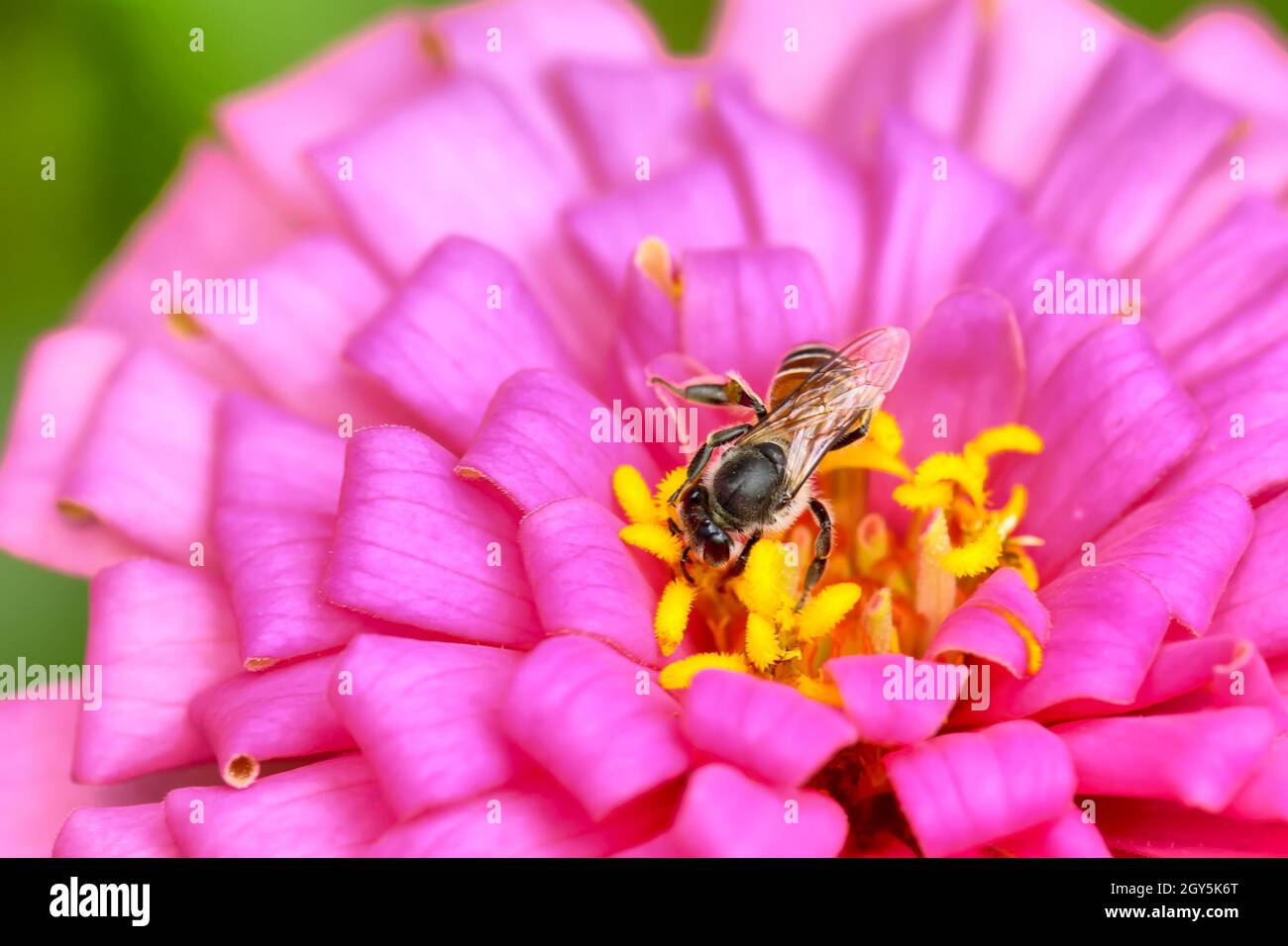 Bee eating pollen from zinnia elegans on a nature background Stock ...