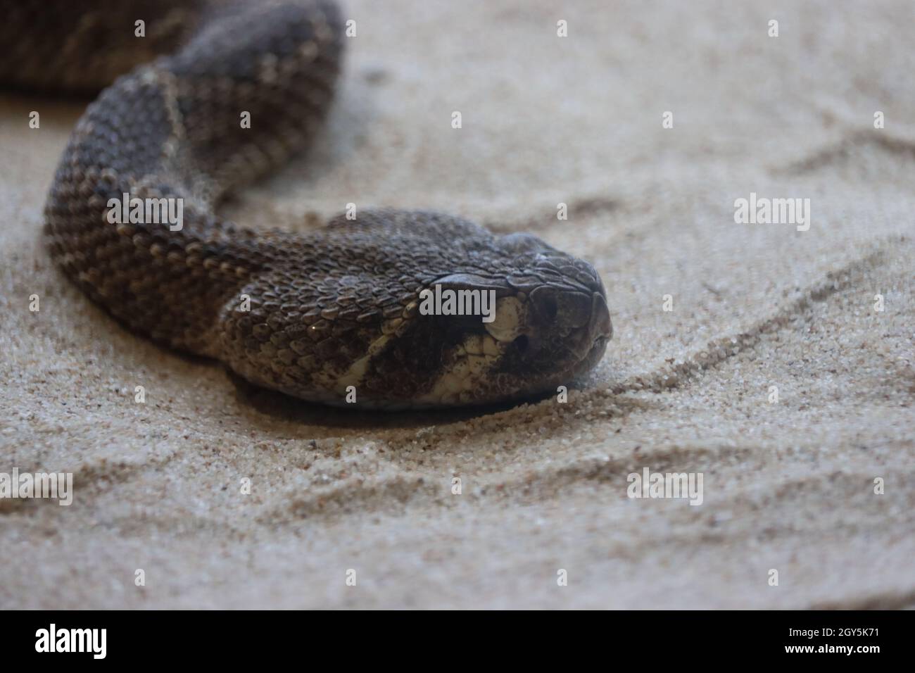 beautiful dangerous snake silent stealth reptile venom Stock Photo - Alamy