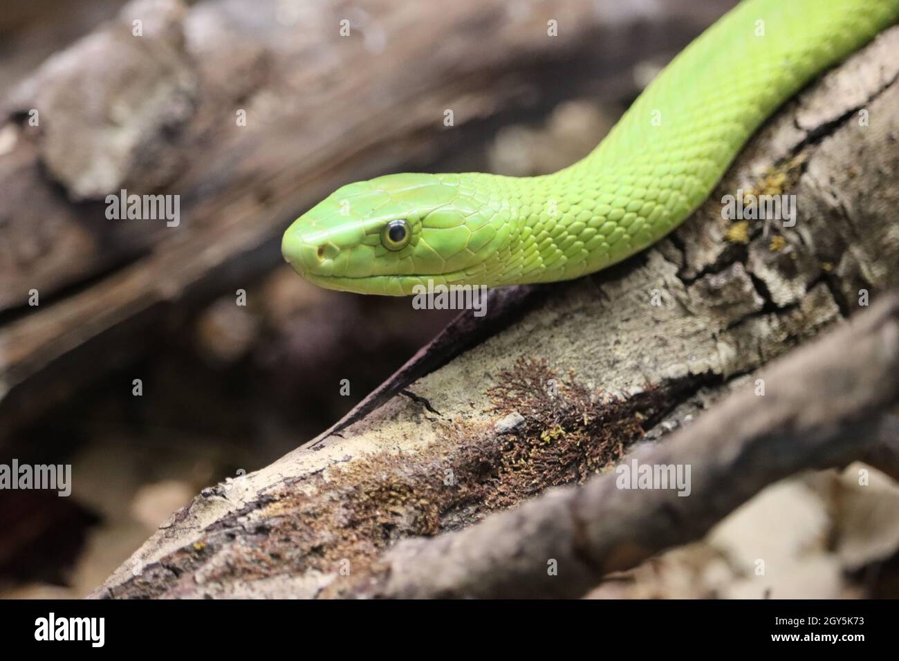 beautiful dangerous snake silent stealth reptile venom Stock Photo - Alamy