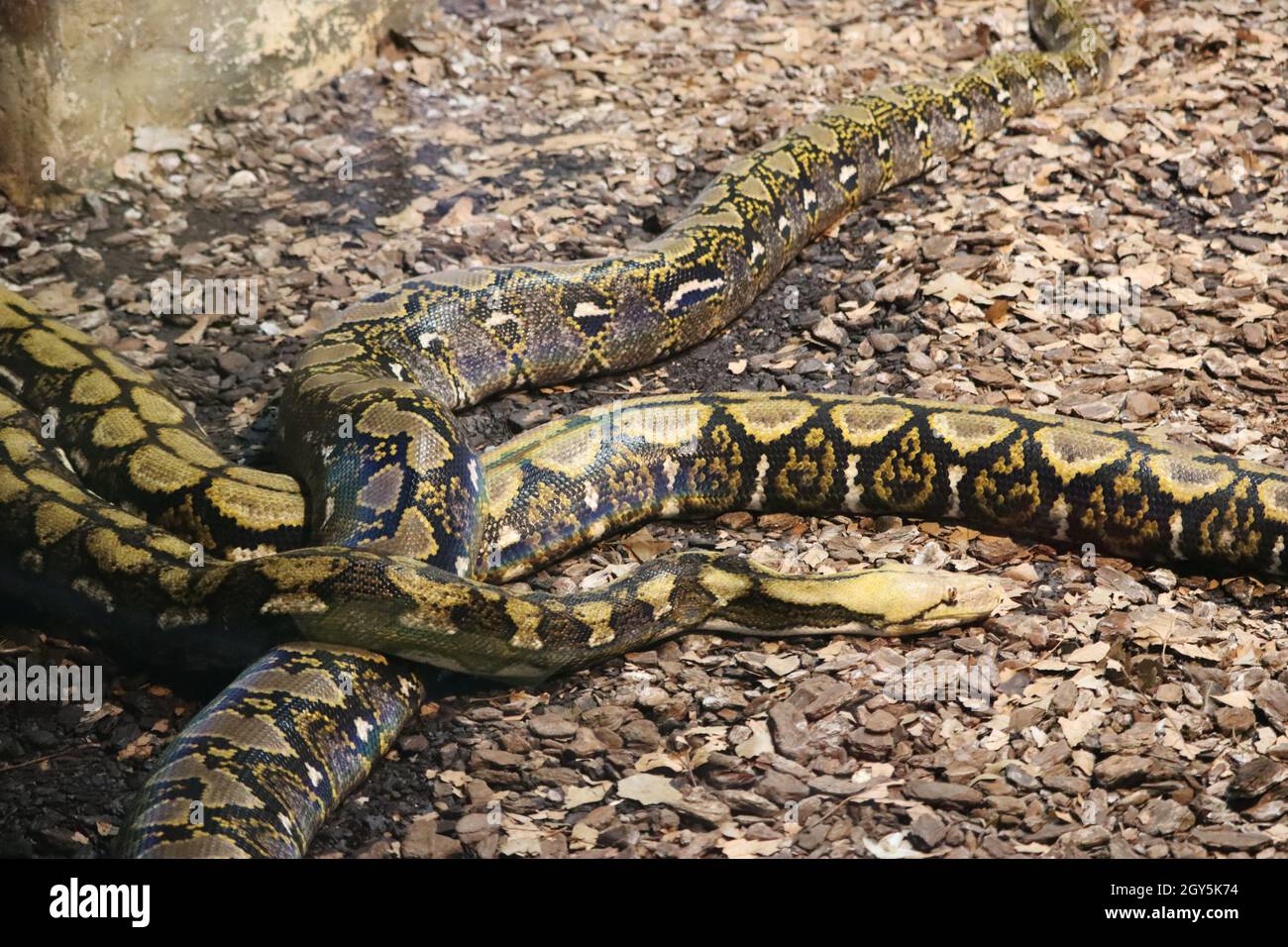 beautiful dangerous snake silent stealth reptile venom Stock Photo - Alamy