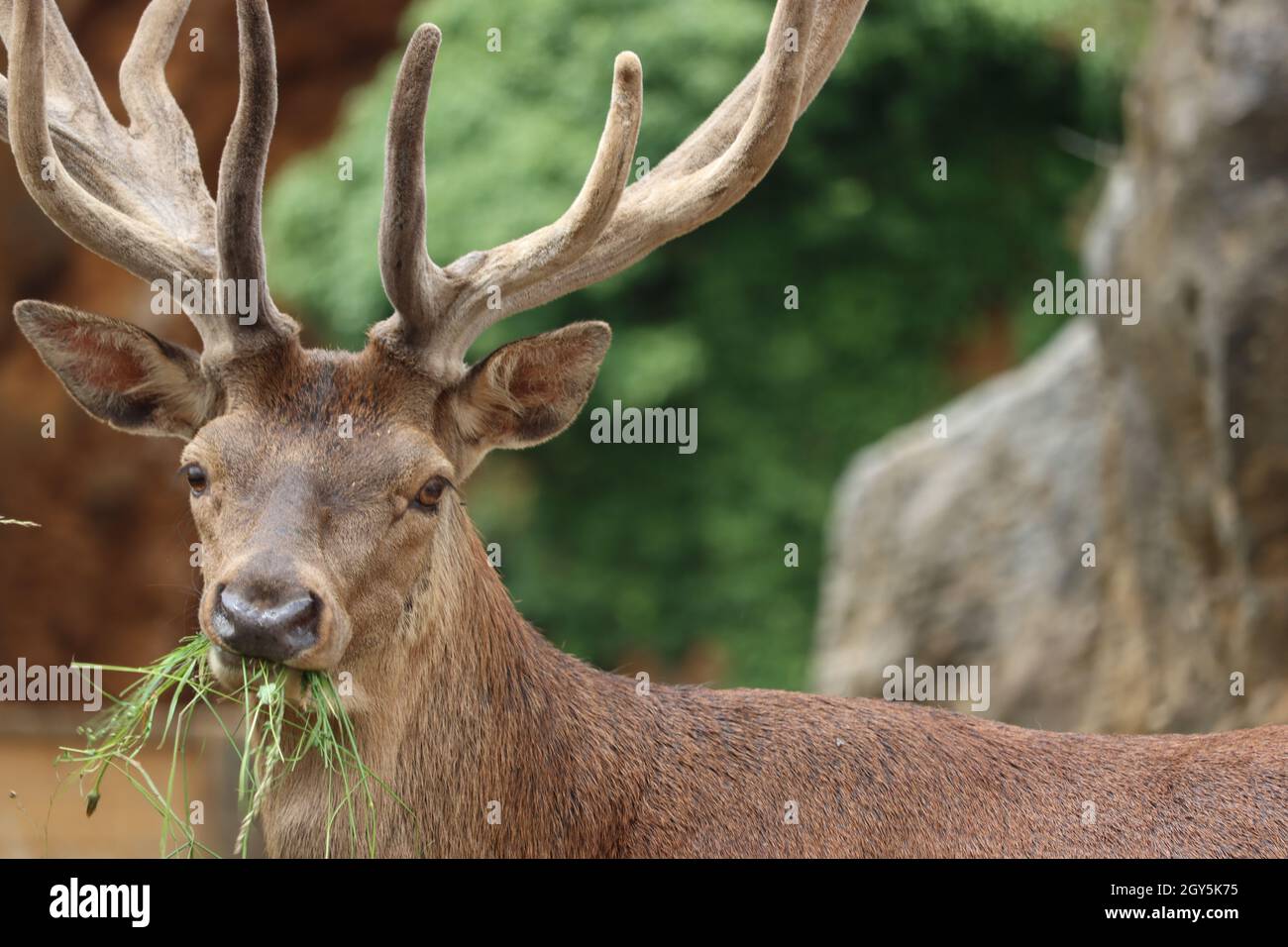 beautiful deer wild antler freedom fear danger Stock Photo - Alamy