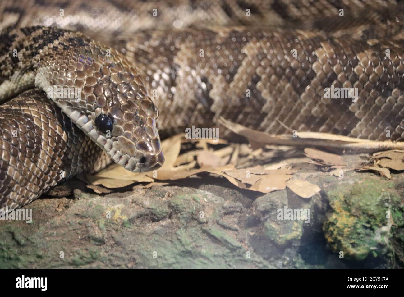 beautiful dangerous snake silent stealth reptile venom Stock Photo - Alamy