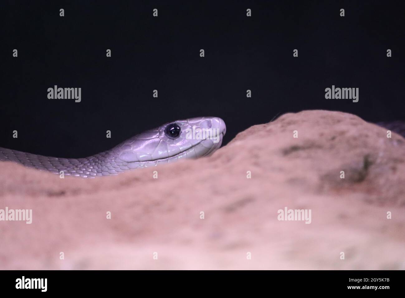 beautiful dangerous snake silent stealth reptile venom Stock Photo - Alamy