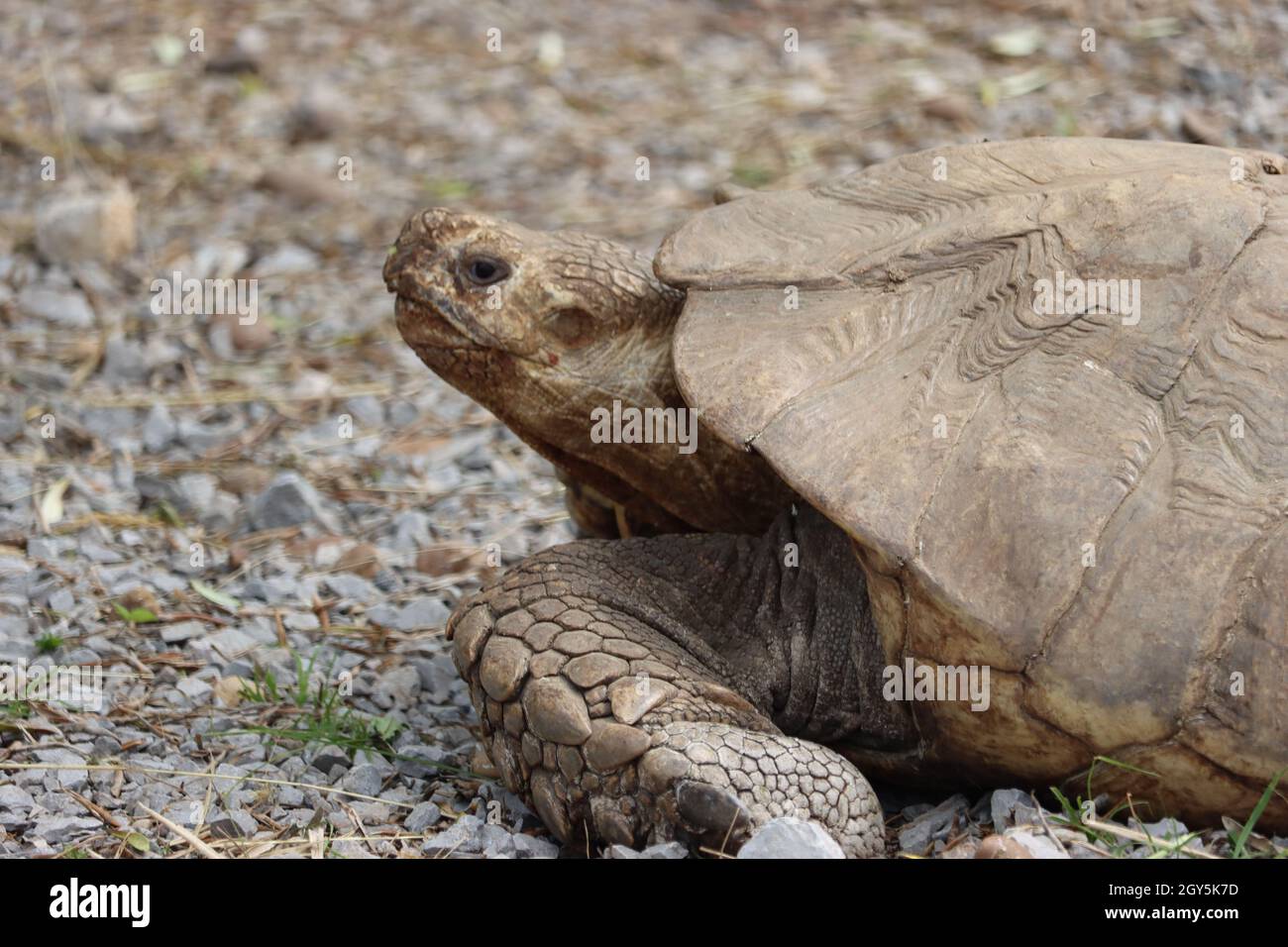 Woman turtle pet hi-res stock photography and images - Alamy