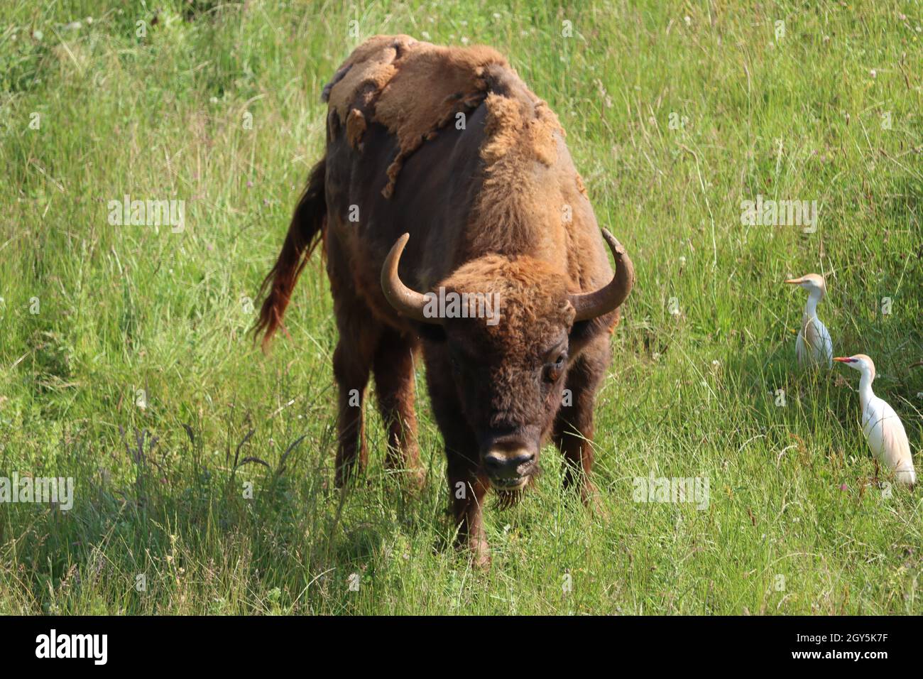 beautiful big bison dangerous horns herbivorous zoo safari animal Stock ...