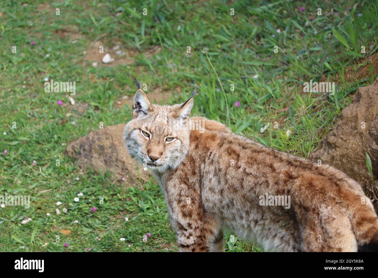 beautiful big cat lynx wild freedom fear danger extinction Stock Photo ...