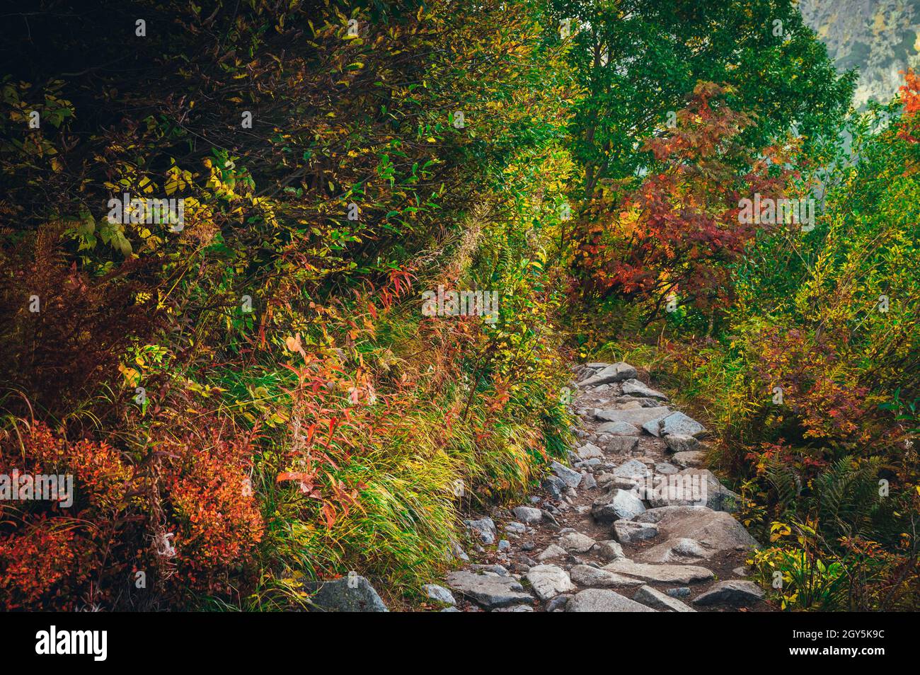 Autumn in high Tatras, turistic trail, mountains in background ...