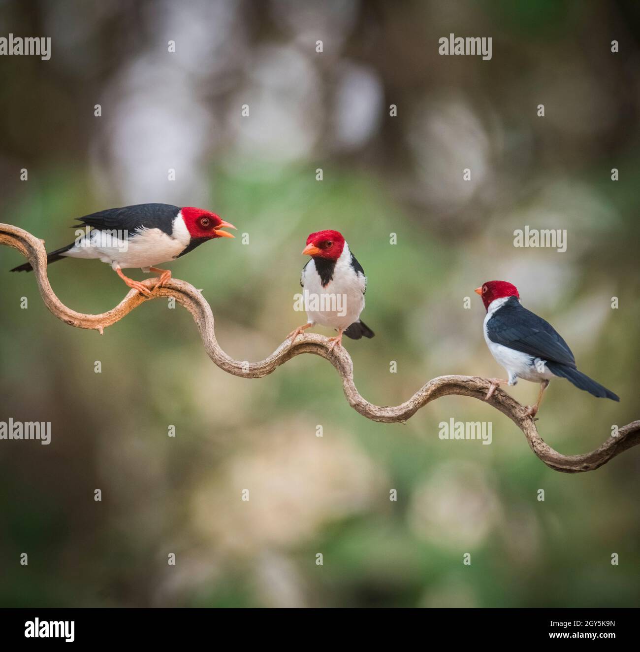 Yellow billed cardinal, Mato Grosso Forest, Pantanal , Brazil Stock ...