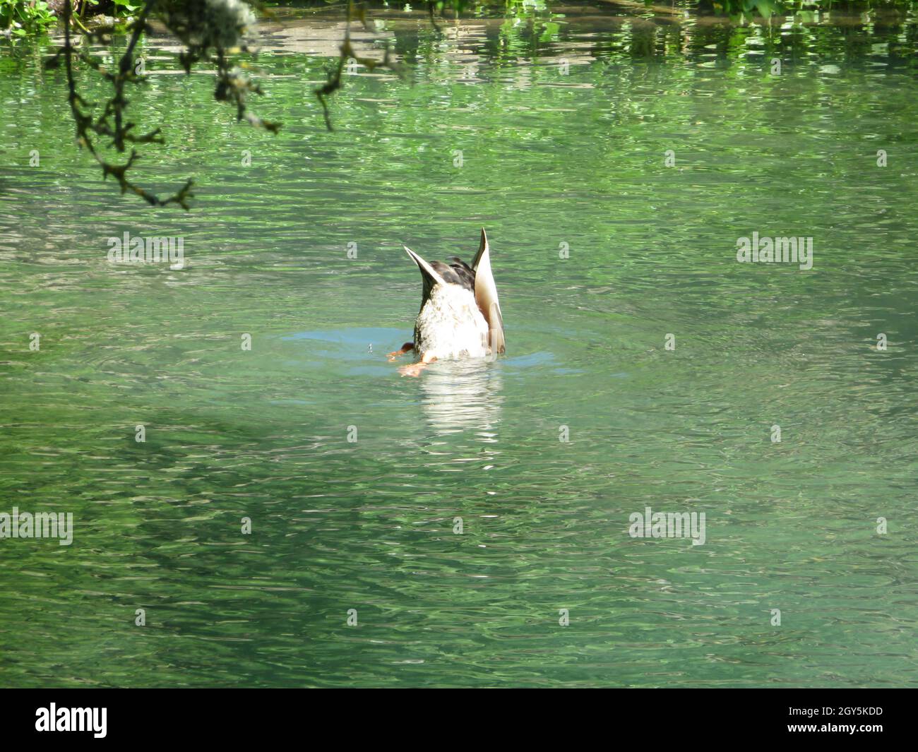 Water over ducks back hi-res stock photography and images - Alamy