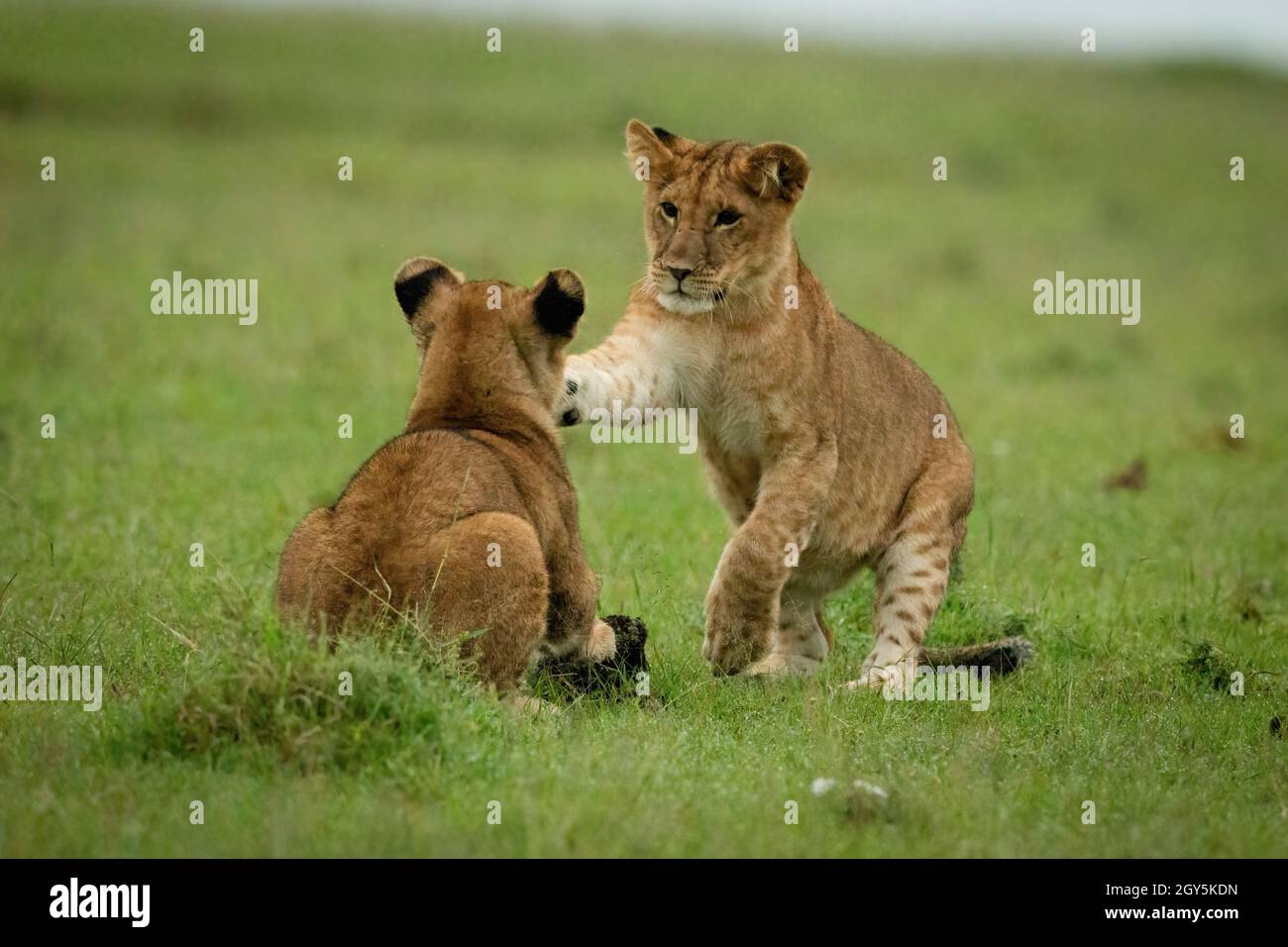 Lion cub stands slapping another in grass Stock Photo - Alamy