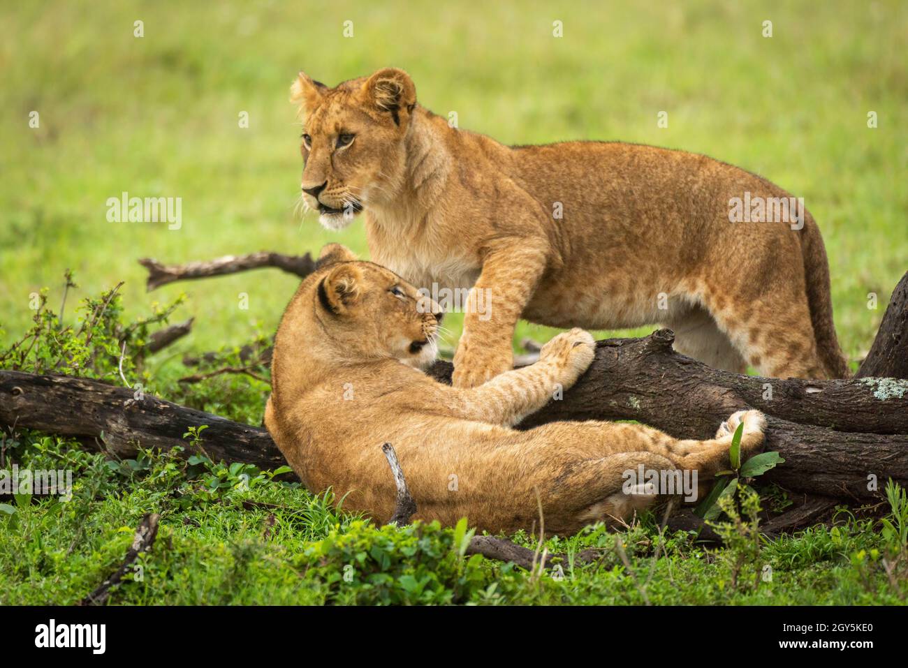 Lion cub stands by another beside log Stock Photo - Alamy