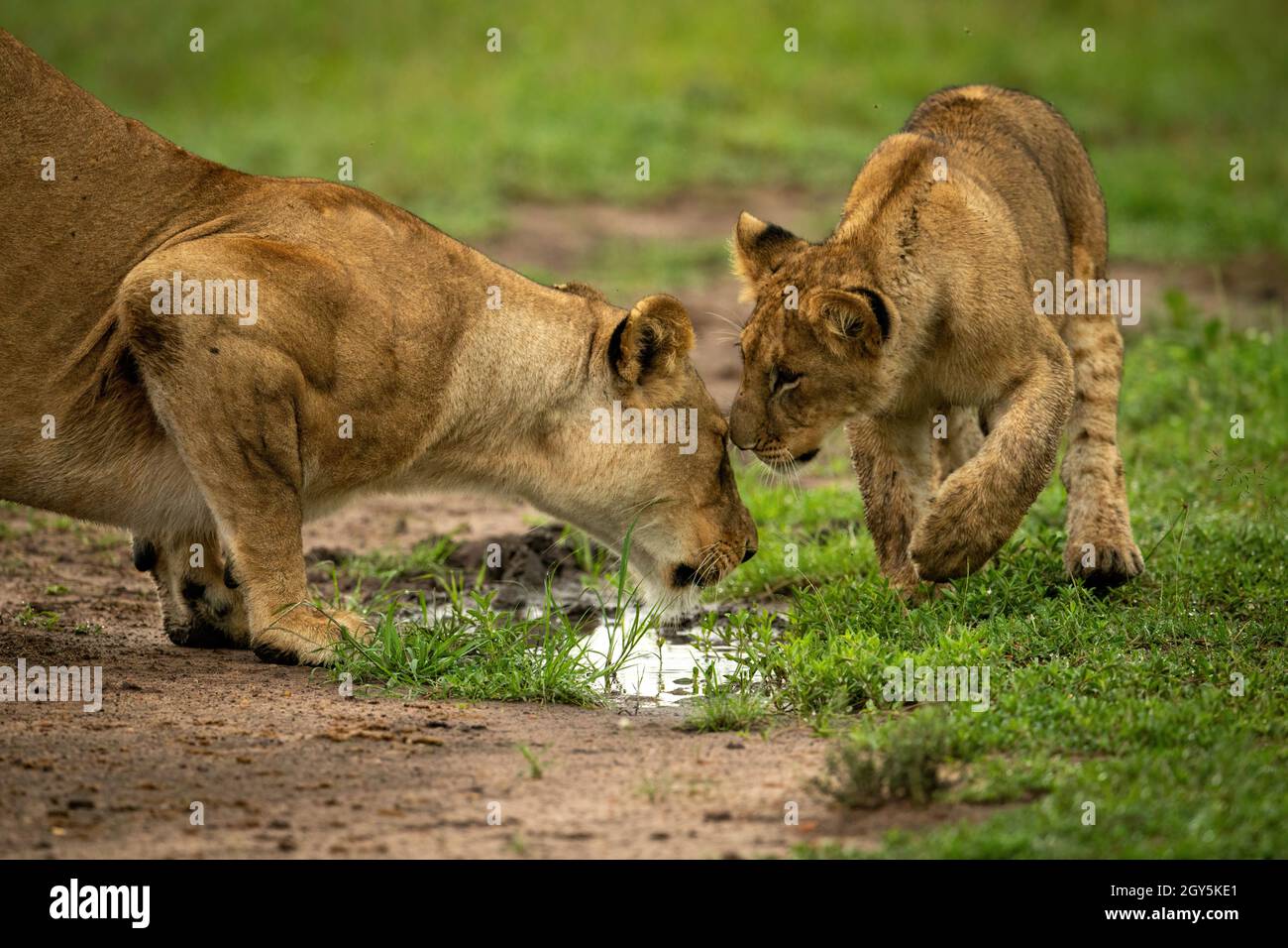 Lion cub stands nuzzling mother by puddle Stock Photo - Alamy