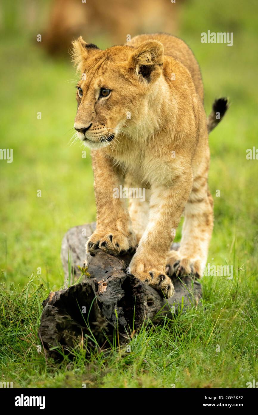 Lion cub stands on log in grass Stock Photo - Alamy
