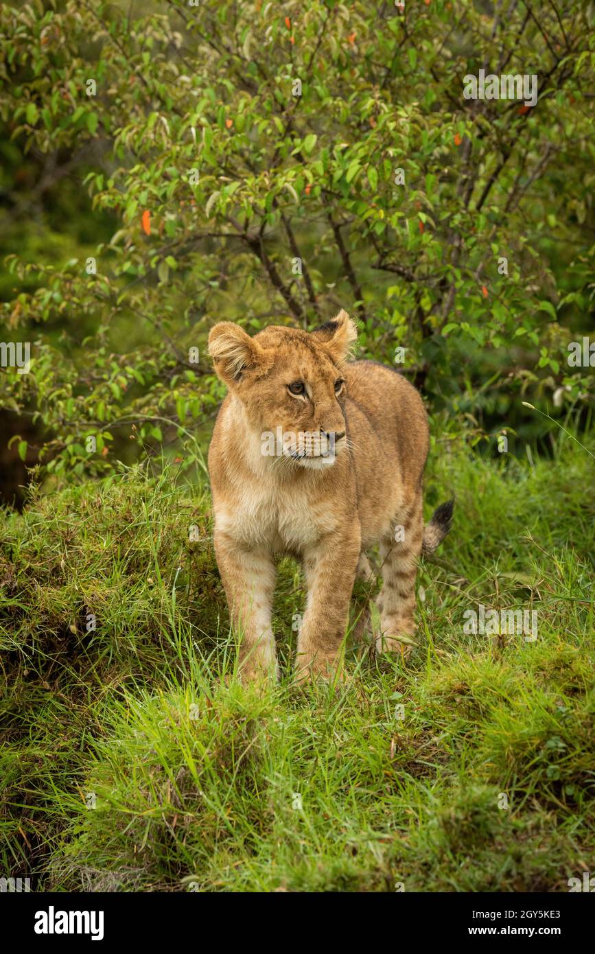 Young lion cub stands hi-res stock photography and images - Alamy