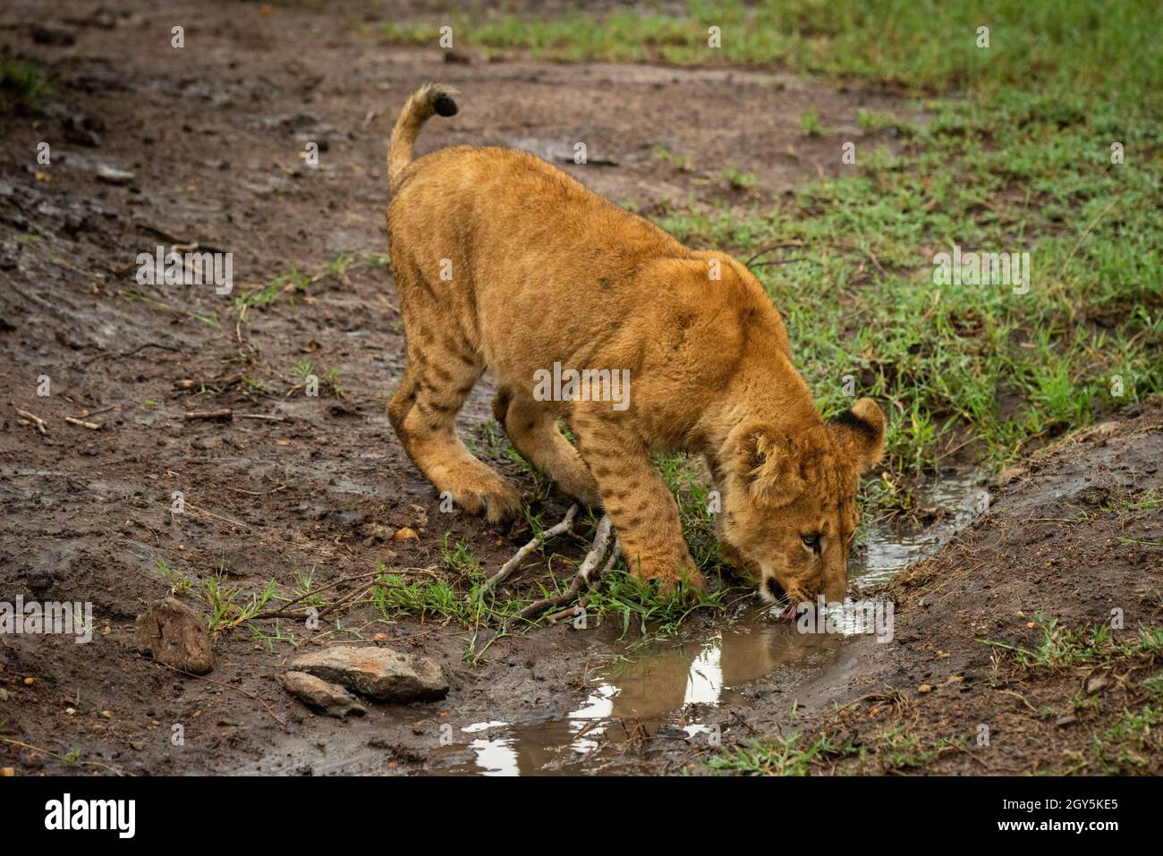 Lion cub stands drinking from muddy ditch Stock Photo - Alamy