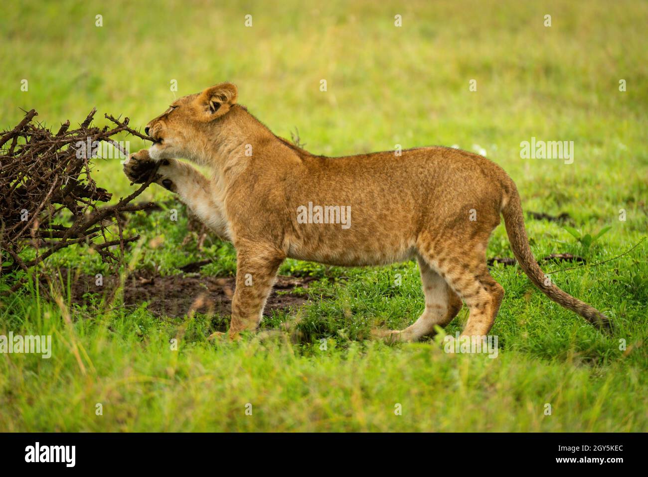 Lion cub stands chewing branch of thornbush Stock Photo - Alamy