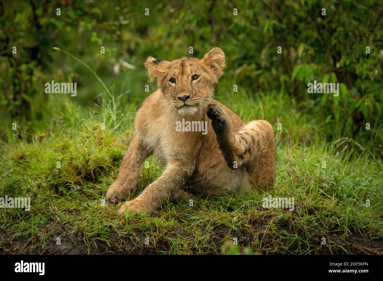 Lion scratching its head hi-res stock photography and images - Alamy