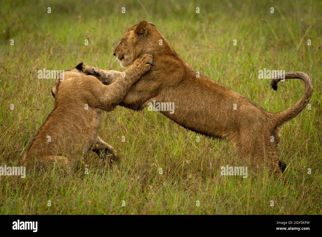 Lion cub play fighting in long grass Stock Photo - Alamy