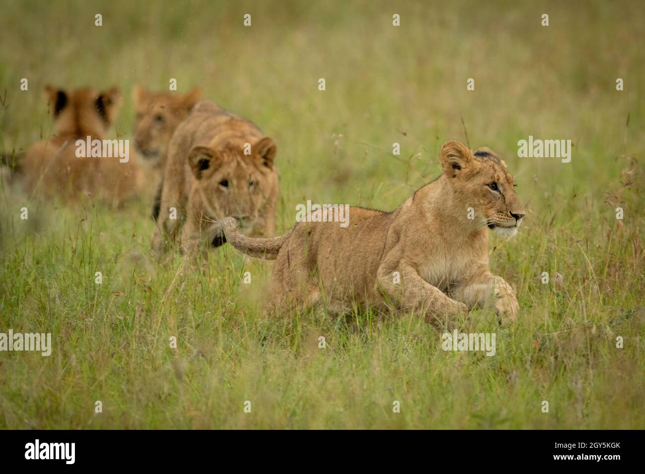 Big lion runs hi-res stock photography and images - Alamy