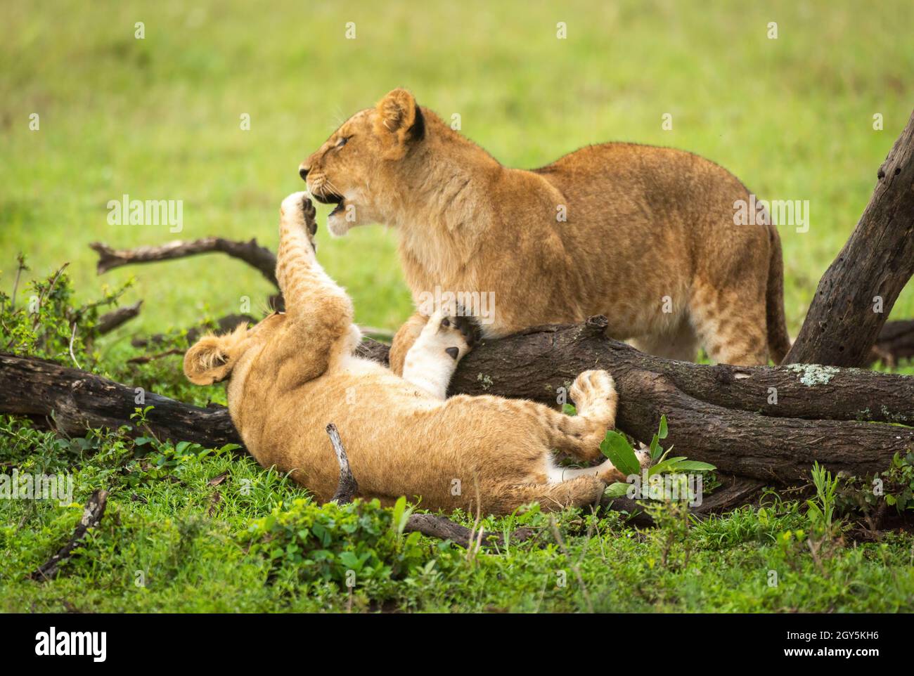 Lion cub lying on back slaps another Stock Photo - Alamy