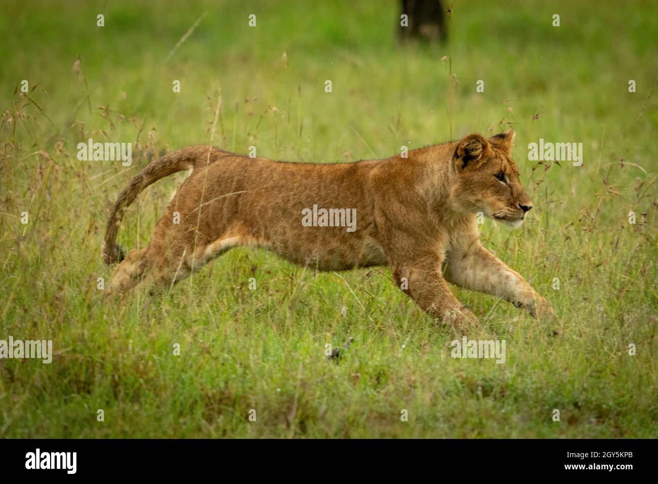 Lion cub runs through grass stretching legs Stock Photo - Alamy