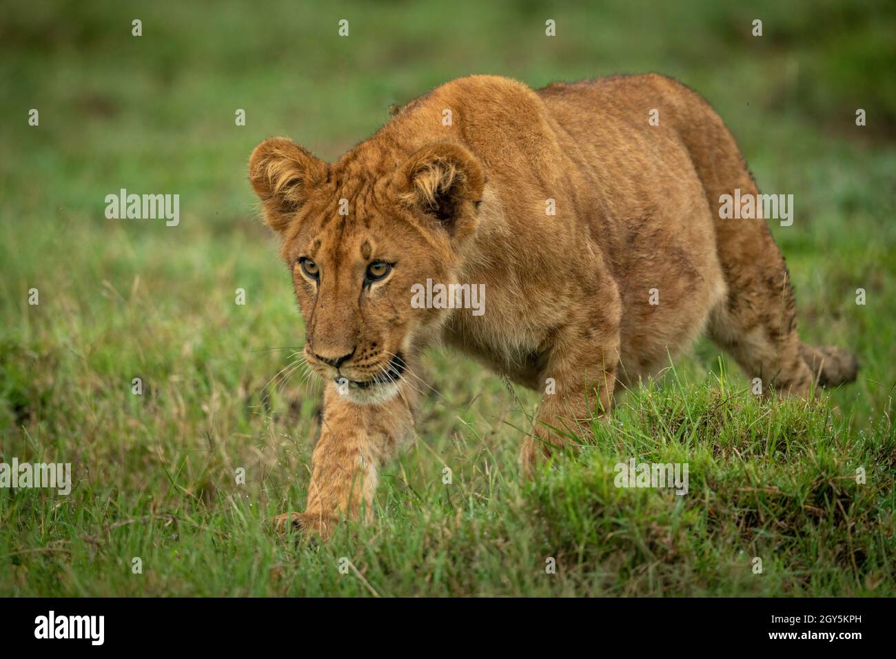 Lion cub passes mound with head down Stock Photo - Alamy