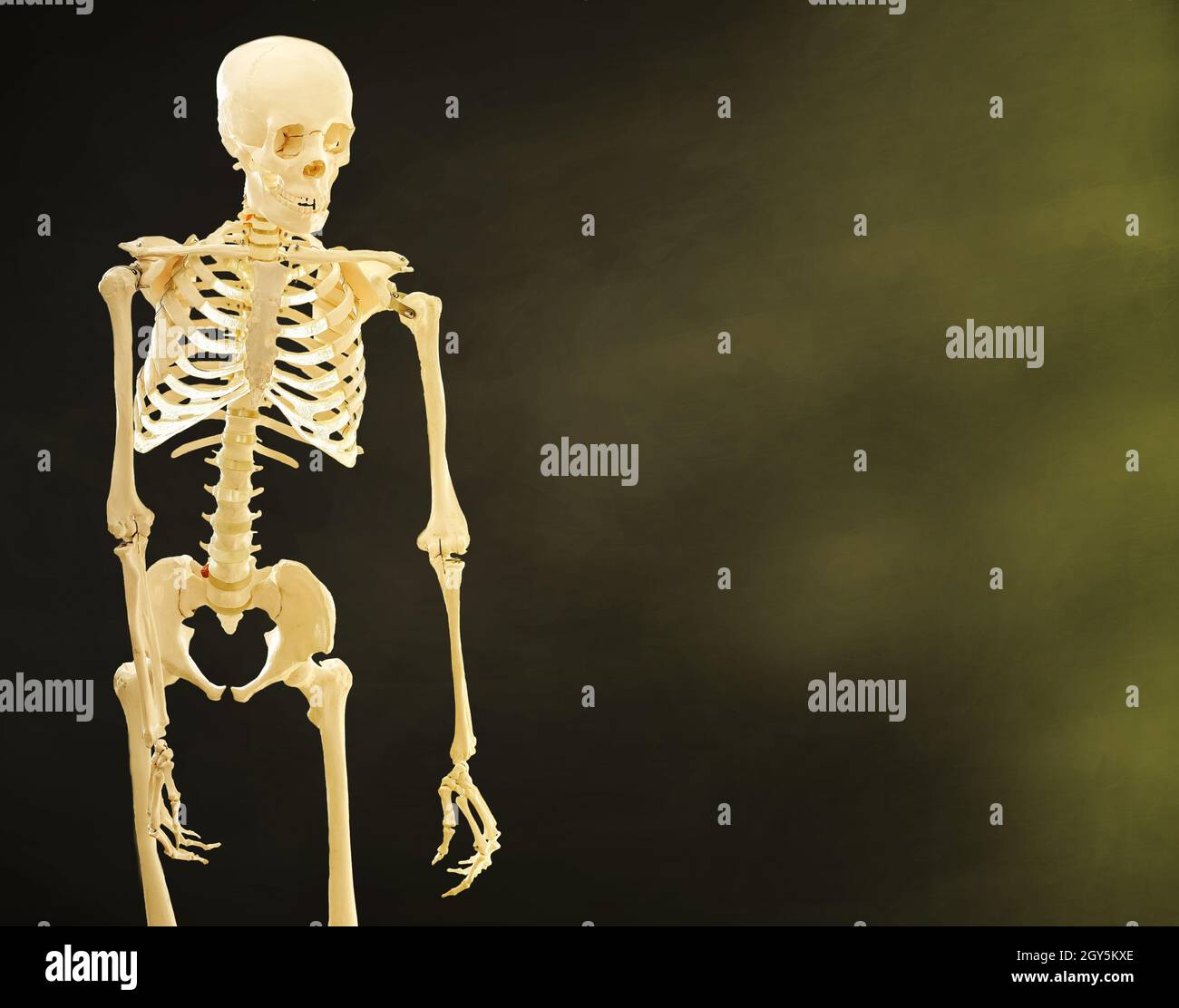 The gold Human skeleton on black background Stock Photo - Alamy
