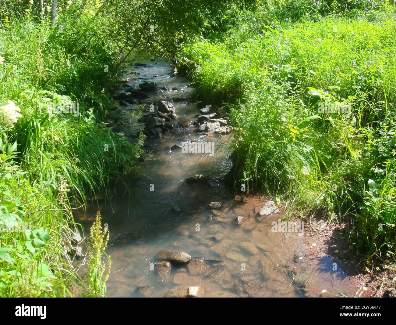 Small Bor tract, Hakkasia. A small river in the forest of the tract is ...