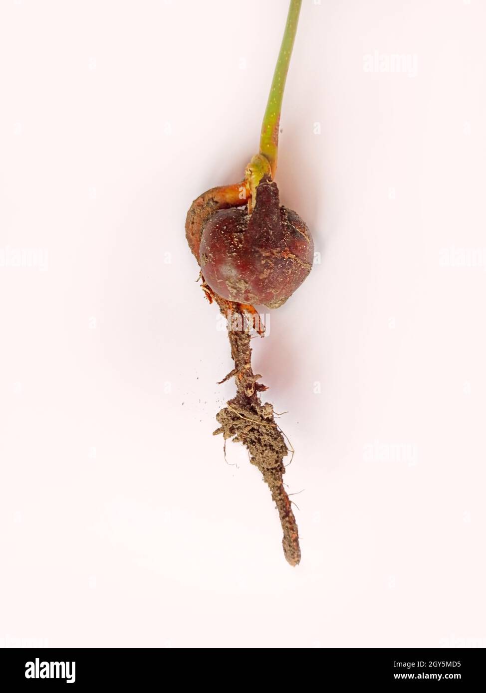 Chestnut seed with sprouted trunk and leaves. Greening the planet ...