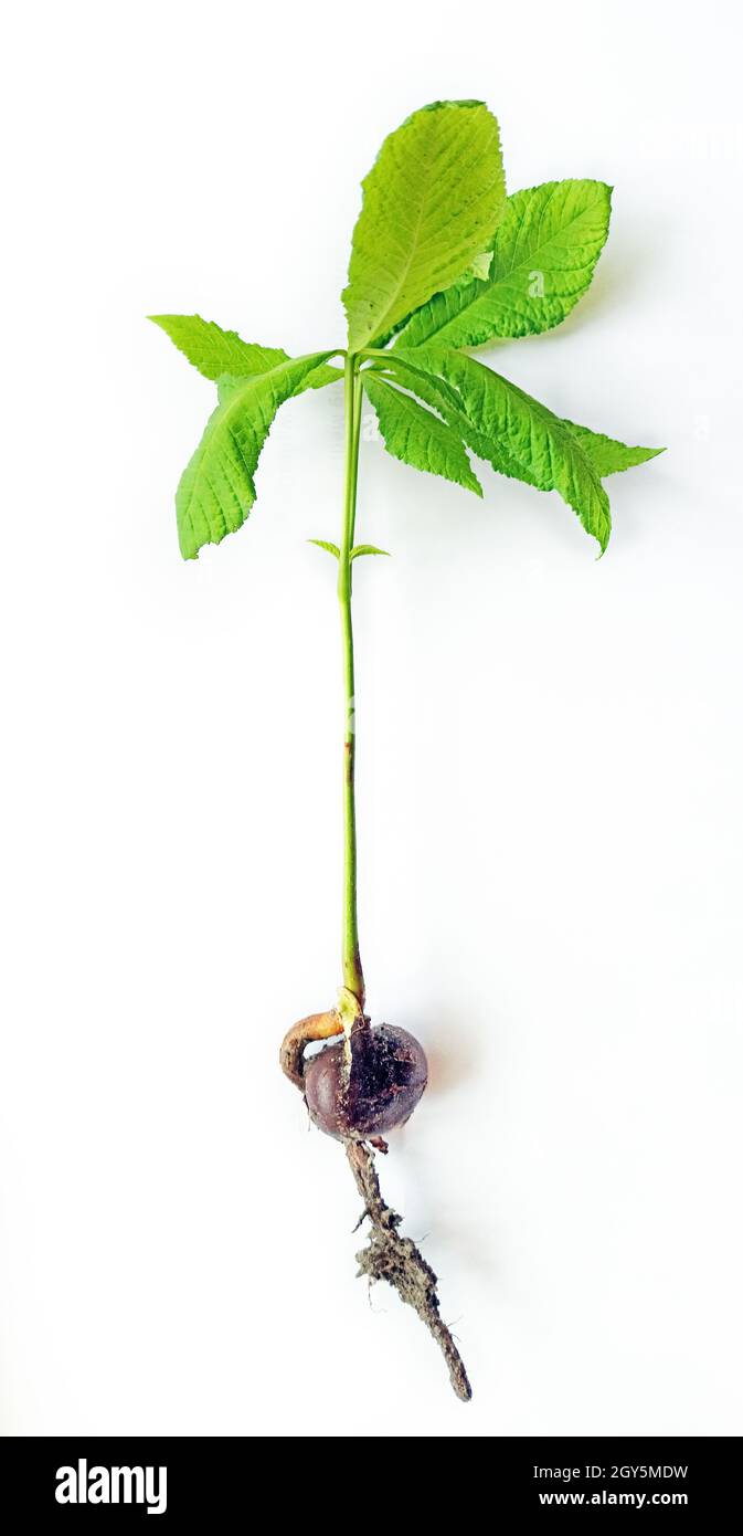Chestnut seed with sprouted trunk and leaves. Greening the planet ...