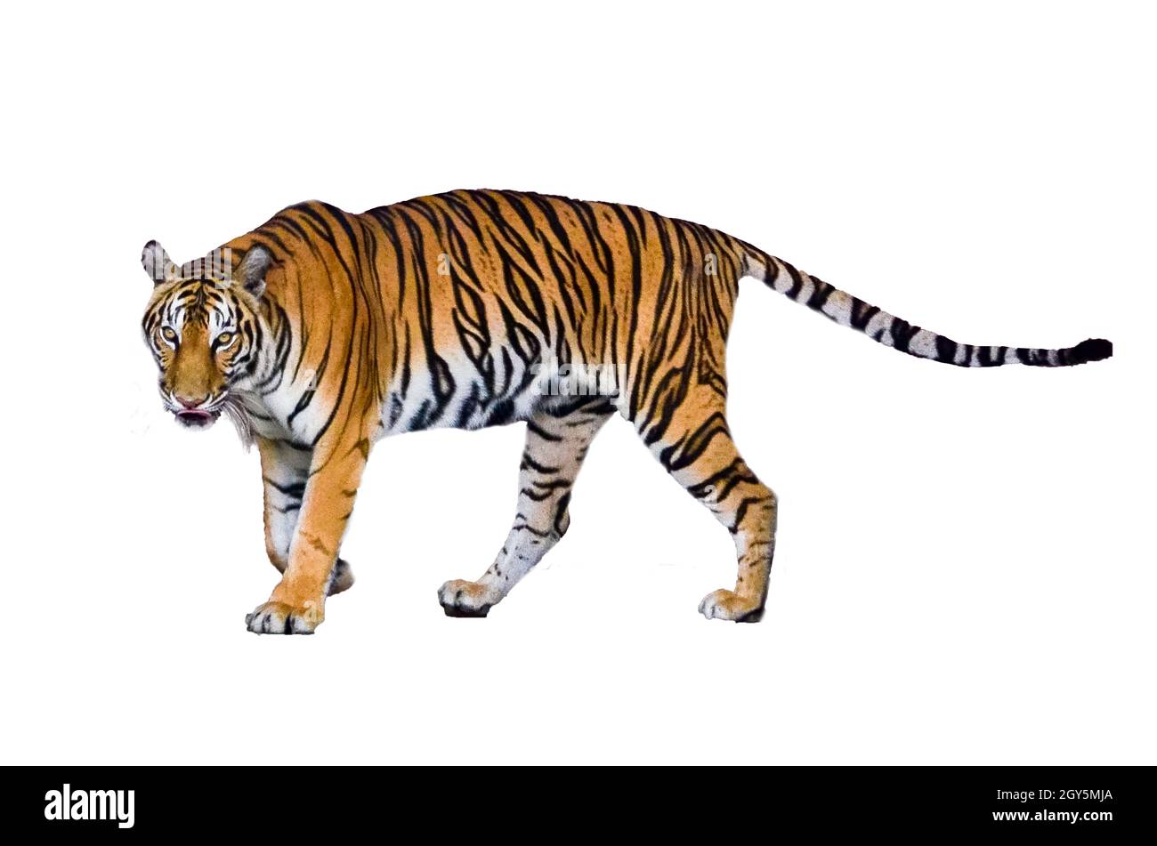 White tiger cub looking Cut Out Stock Images & Pictures - Alamy