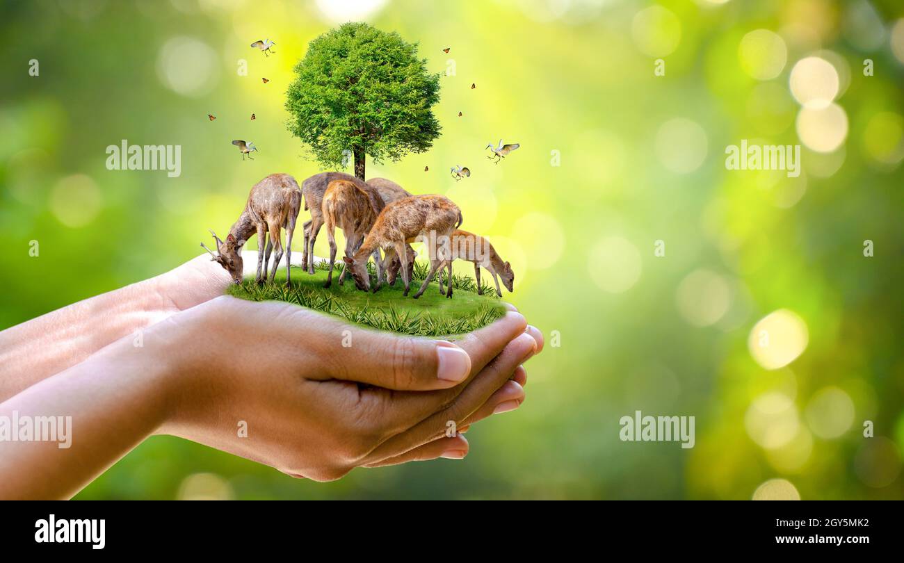 Concept Nature reserve conserve Wildlife reserve tiger Deer Global ...